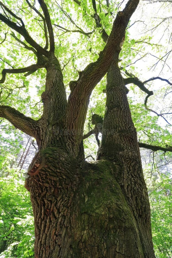 The Lush Forest Surrounds the Tree, with Green Leaves and Branches ...