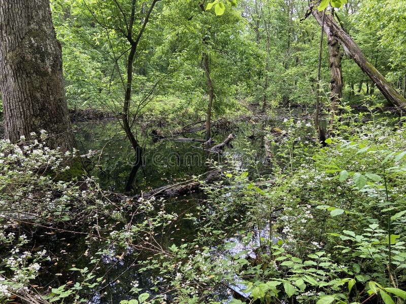 Lush Forest Swamp in Spring in May Stock Photo - Image of lush, nature ...