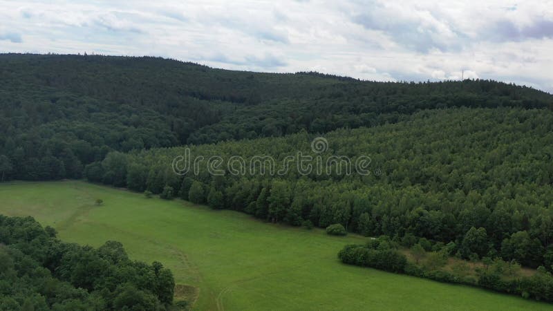 Lush Forest with Tall Trees, Birth Shot of the Forest, Drone Shot Image ...