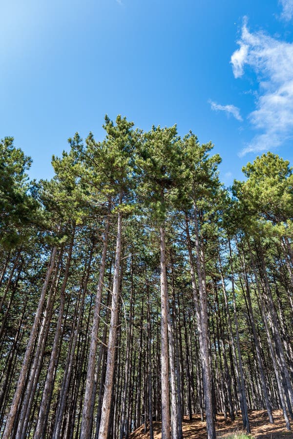 Lush Forest of Tall Trees Stands in a Quiet, Untouched Setting Stock ...