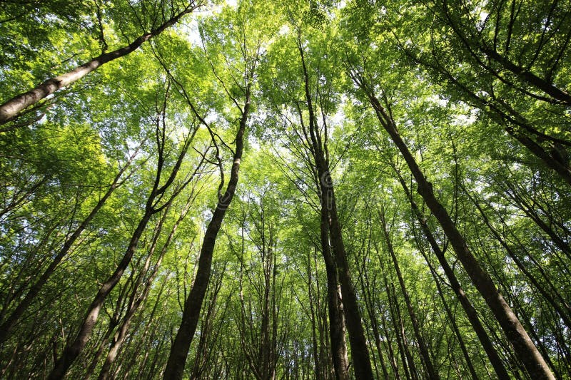 Lush Forest of Tall Trees Stretching into the Background. Stock Photo ...