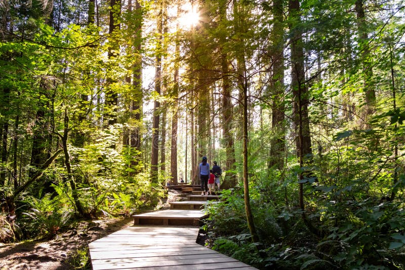 Lush Forest Trail with Sunlight Coming through Trees, Walking Path ...