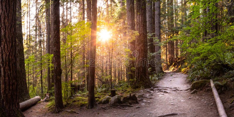 Lush Forest Trail with Sunlight Coming through Trees, Walking Path ...