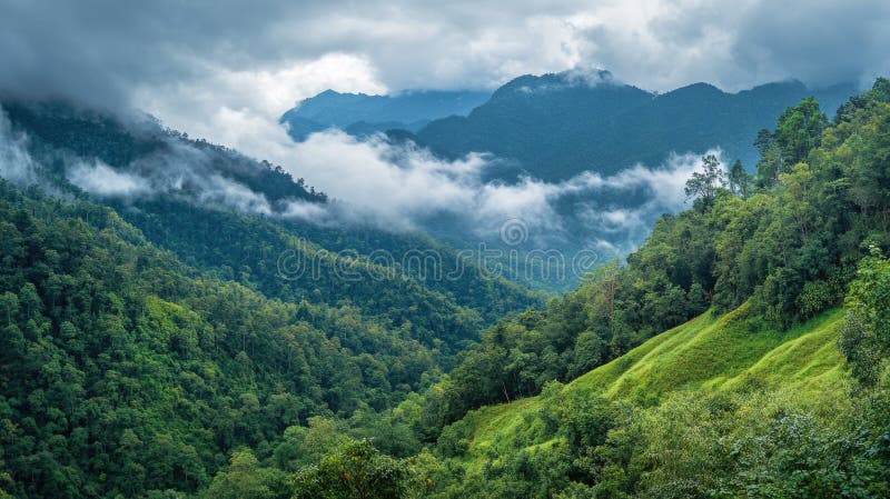 Lush Forest and Valley in the Amazon Rainforest Stock Photo - Image of ...