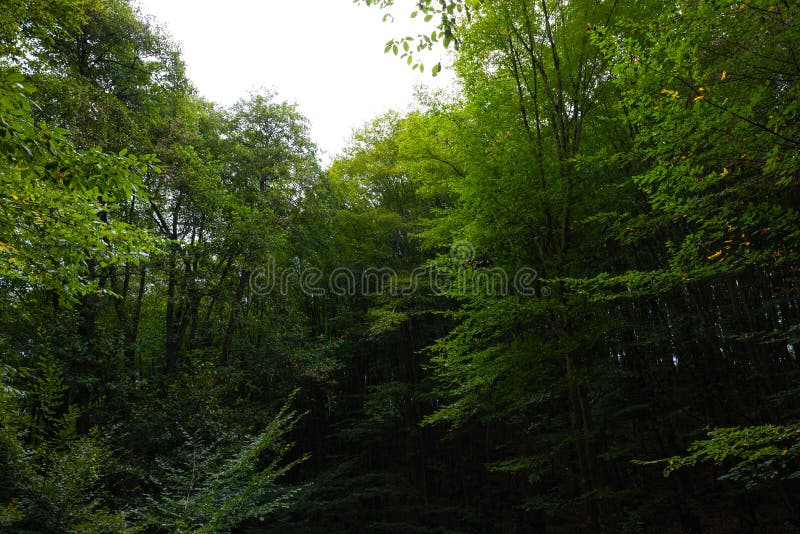 Lush Forest View. Carbon Net Zero or Carbon Neutral Concept Photo Stock ...