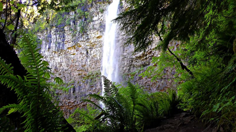 Lush Forest Waterfall Cascading Down Rocky Cliff Face Stock Video ...