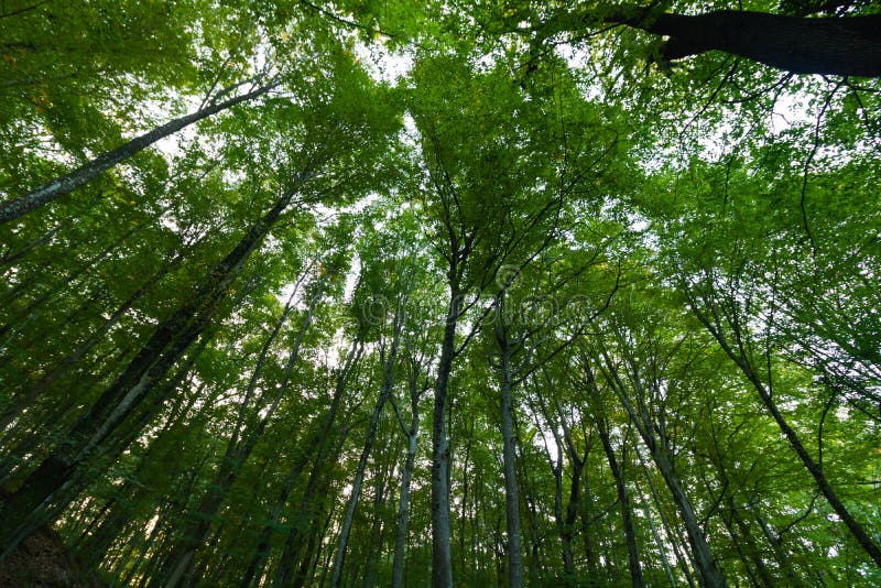 Lush Forest in Wide Angle View. Trees from Below in the Forest Stock ...