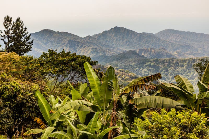 Lush Forests Near Minca, Colomb Stock Photo - Image of lush, wild ...
