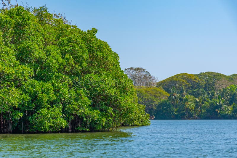 Lush Forests Surrounding the Koggala Lagoon in Sri Lanka Stock Photo ...