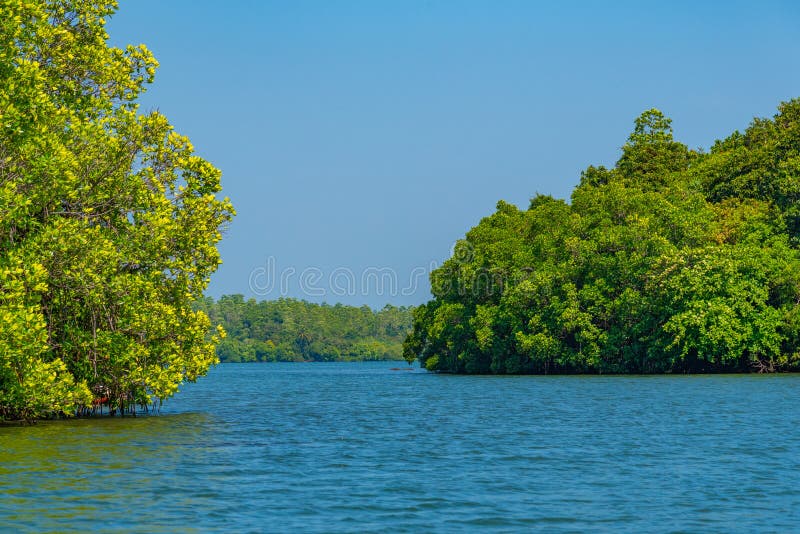 Lush Forests Surrounding the Koggala Lagoon in Sri Lanka Stock Image ...