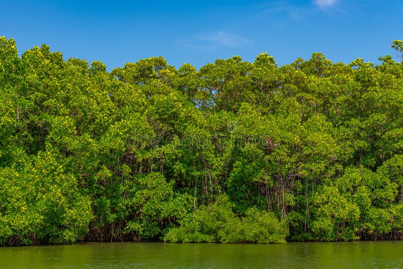 Lush Forests Surrounding the Koggala Lagoon in Sri Lanka Stock Image ...