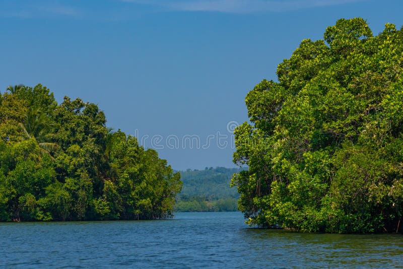 Lush Forests Surrounding the Koggala Lagoon in Sri Lanka Stock Image ...