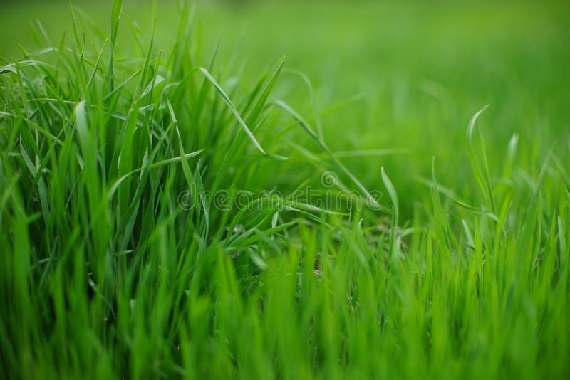Lush Fresh Green Grass in Spring Field Stock Image - Image of grass ...