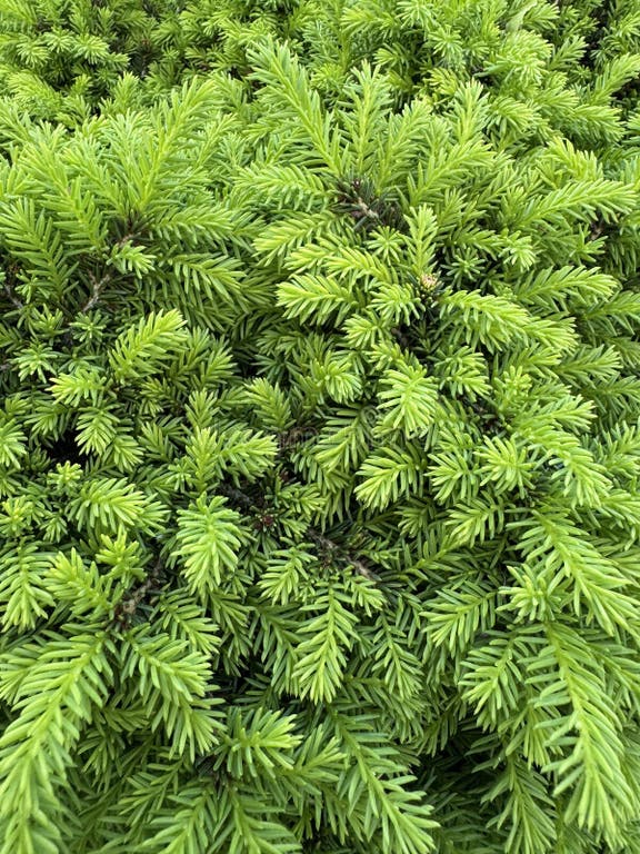 Lush Fresh Spring Spruce Branches for Green Coniferous Background Stock ...