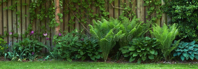 Lush Garden in the Springtime. Shrubs Growing Against a Garden Fence ...