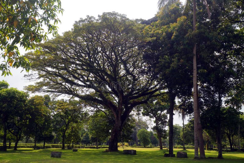 Lush giant tree in a park stock photo. Image of foliage - 224953066
