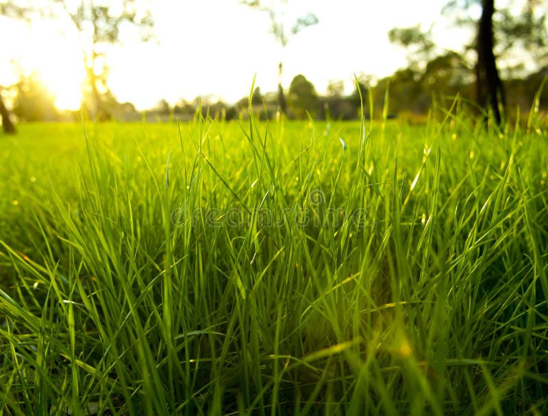 Lush Grass stock photo. Image of background, season, grass - 17029588