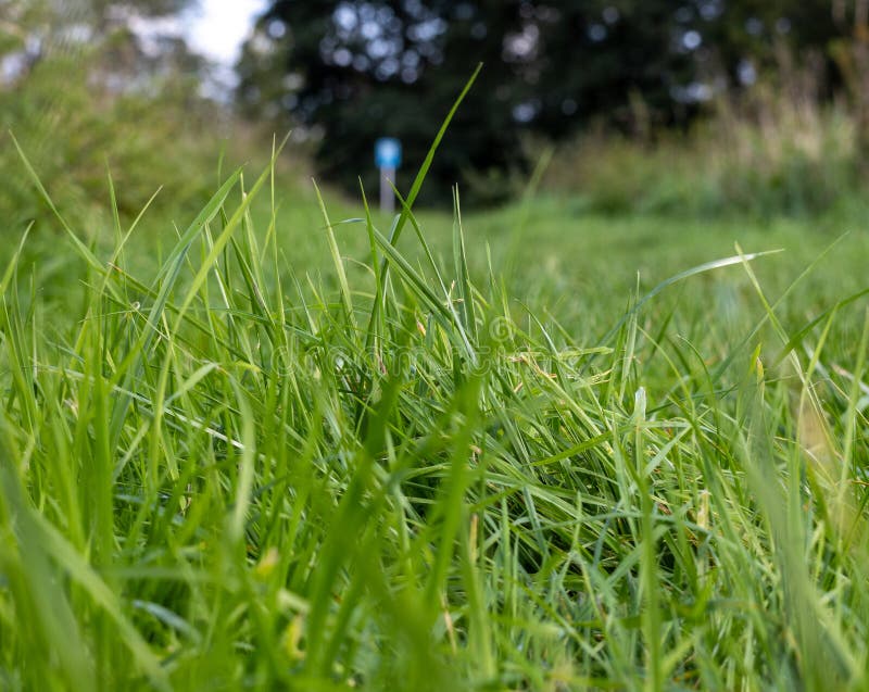 Lush Grass Field with Blurred Background Nature Details Stock Photo ...