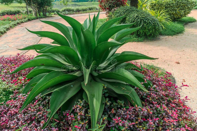 Close-up of a Lush Green Agave Plant in a Vibrant Garden Setting ...