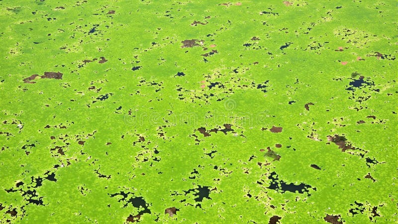Lush Green Algae with Bubbles on Pond Surface Stock Illustration ...
