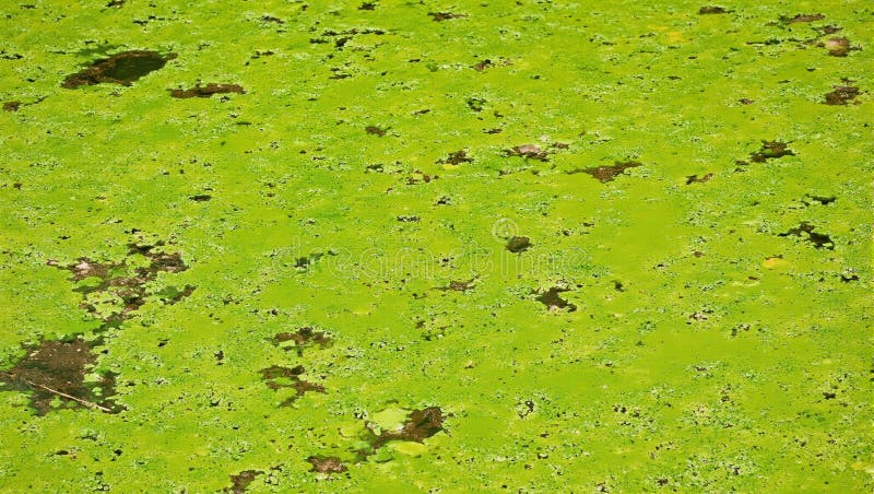 Lush Green Algae with Bubbles on Pond Surface Stock Illustration ...