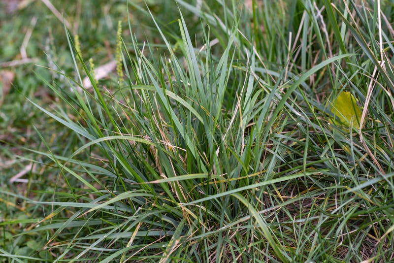 Lush Green Autumn Grass Bush Stock Image - Image of garden, landscape ...