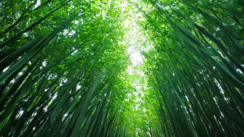 Low Angle View of Lush Green Bamboo Forest Canopy with Sunlight ...