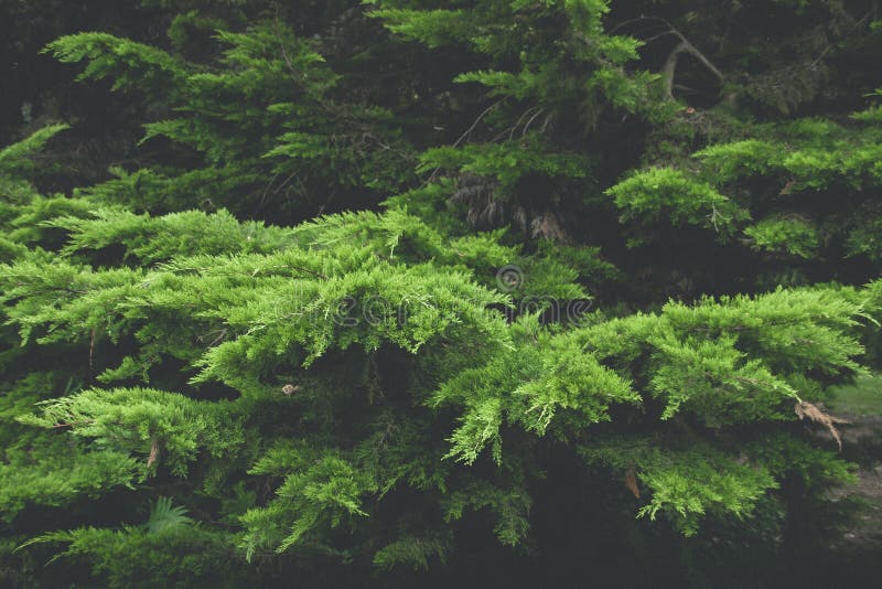 Cedar green branches stock image. Image of rural, environment - 110478945