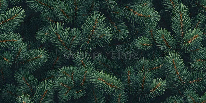 A Close-up View of Lush Green Pine Tree Branches, Capturing Their ...