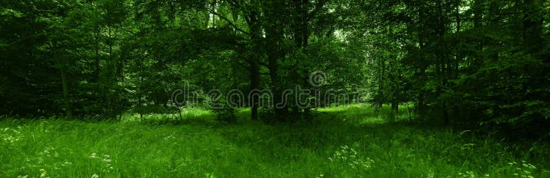Lush Green Broad Leaf Trees Forest on Summer Day Stock Image - Image of ...