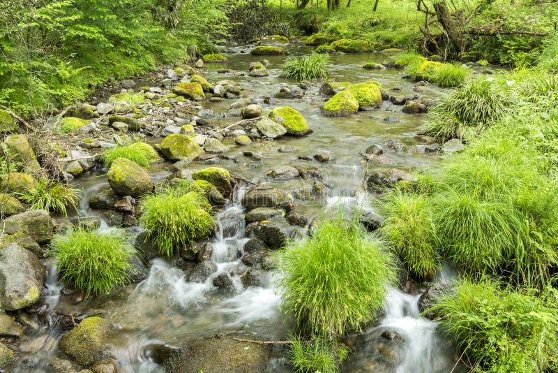 Lush green brook stock photo. Image of current, fresh - 43658036