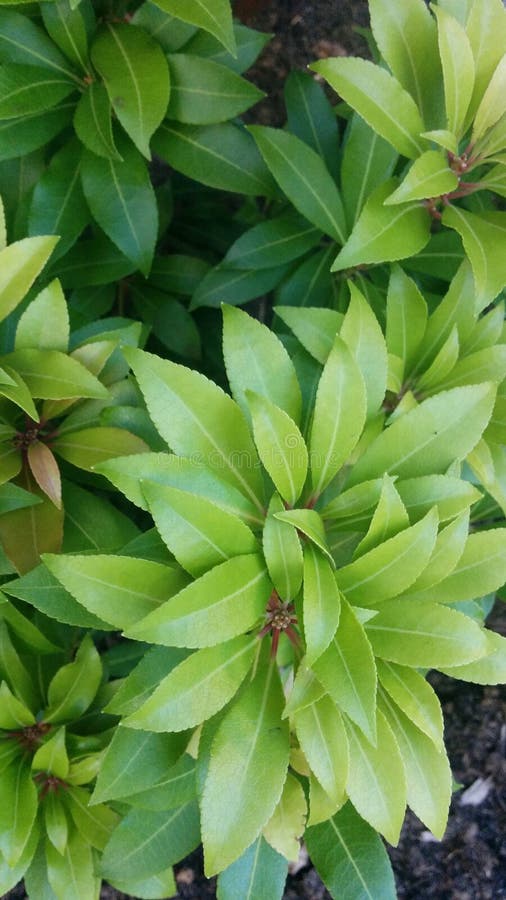 Lush green.bush stock image. Image of life, lush, greenbush - 57583527