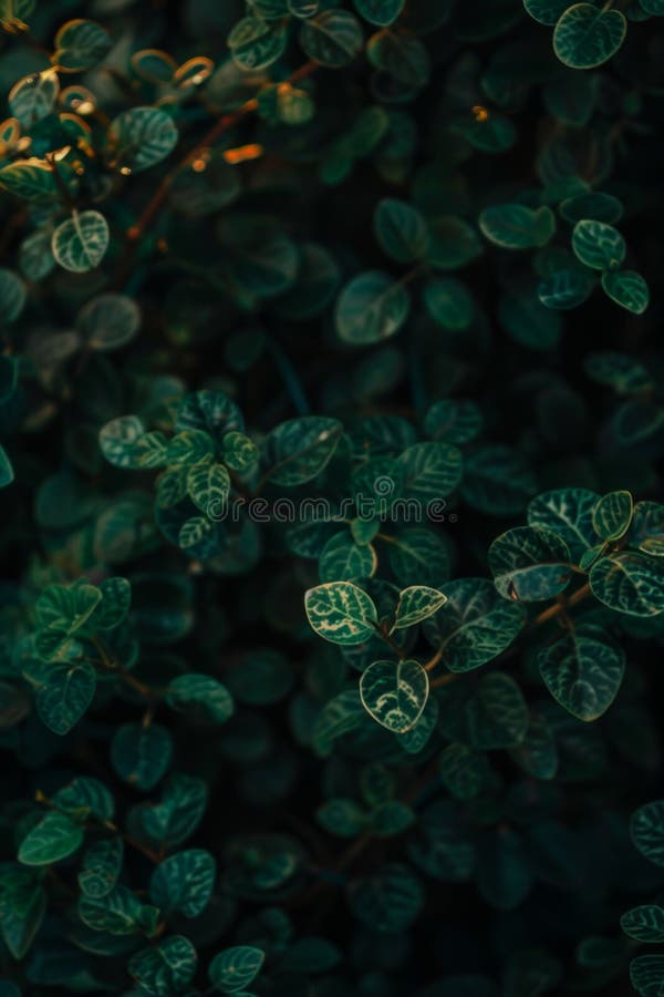 Lush Green Bush Leaves with Intricate Light and Shadow Patterns ...