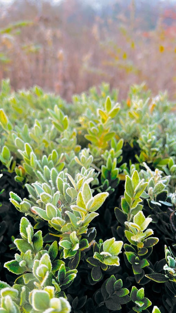Lush Green Bush with a Light Layer of Ice. Buxus Sempervirens, the ...