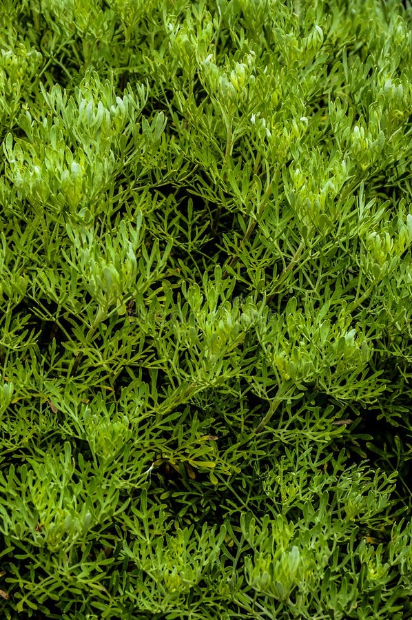 A Lush Green Bush with Many Leaves Stock Image - Image of field, green ...