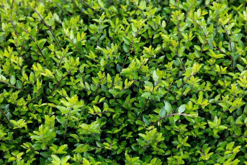 A Lush Green Bush with Many Leaves Stock Photo - Image of pattern ...