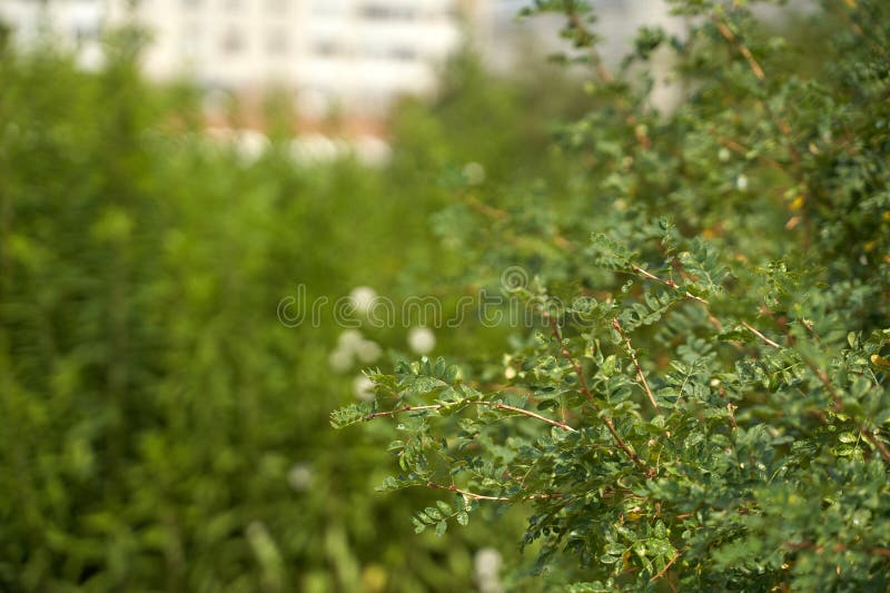 A Lush Green Bush with Small Leaves in a Sunny Park Setting Stock Photo ...