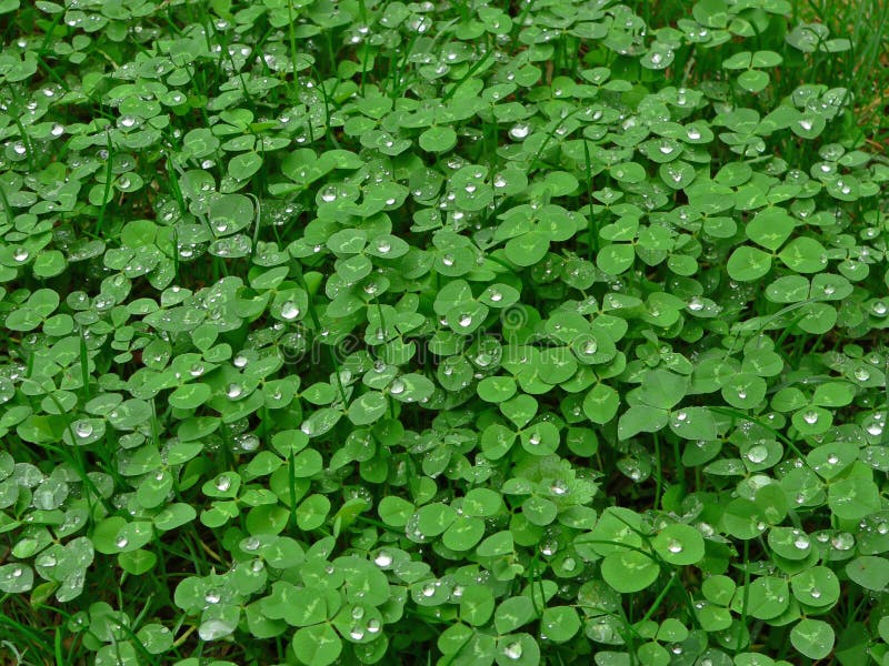 Clover patch stock photo. Image of green, luck, three, shamrock - 254966