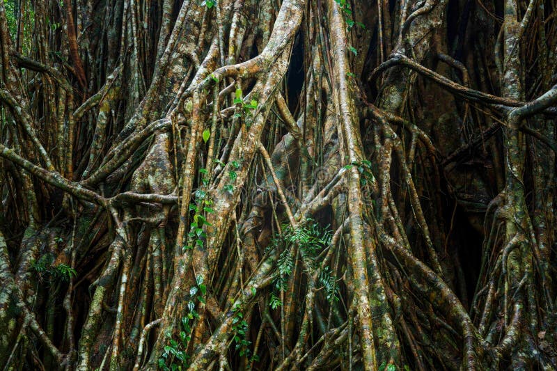 Lush Green Cathedral Fig Tree Grown in the Forest Stock Image - Image ...