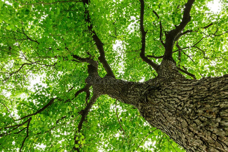 Lush Green Chinese Tallow Tree Growth Stock Photos - Free & Royalty ...