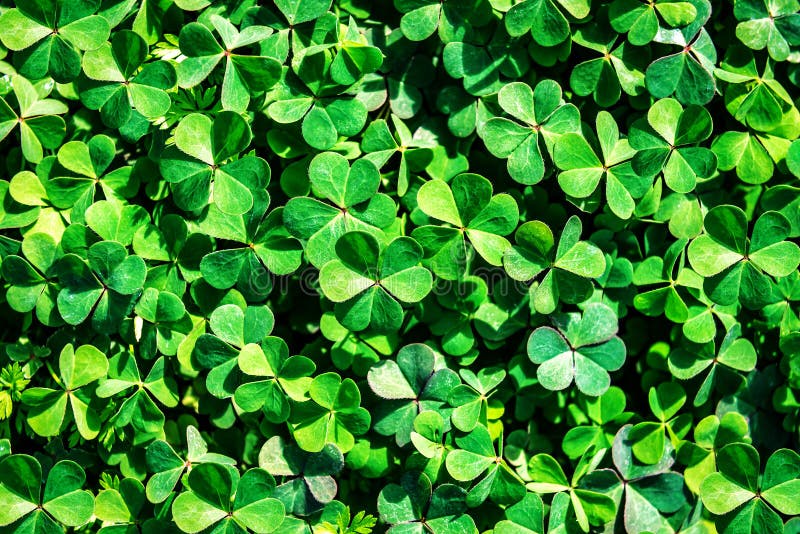 Clover texture stock image. Image of clover, foliage - 37637445