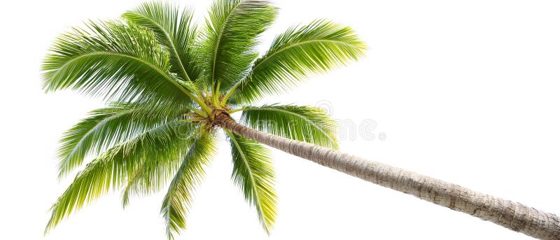Lush Green Coconut Palm Tree Isolated on White Good Resolution Stock ... Lush Green Coconut Palm Tree Isolated on White Good Resolution Stock ...