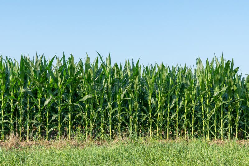 Green Corn Field stock image. Image of season, farming - 207895681
