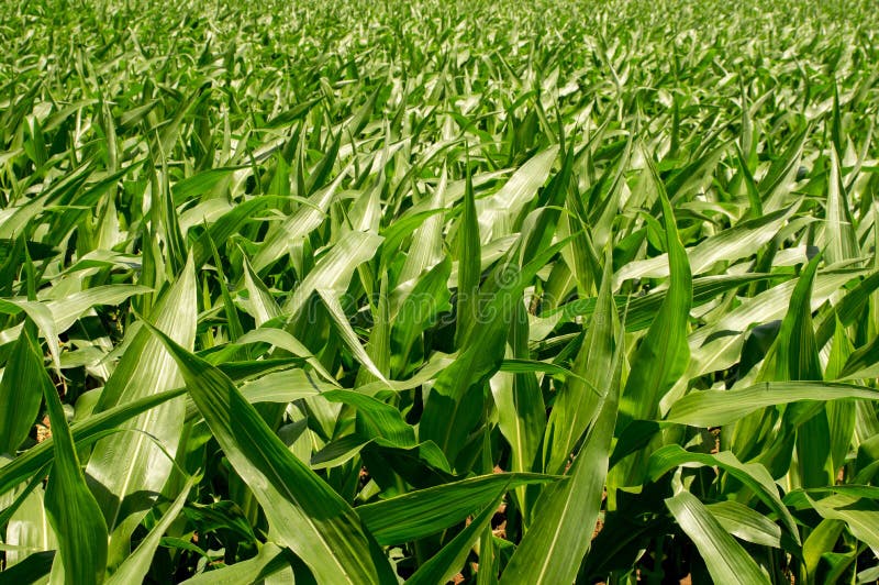 Lush Green Corn Field stock image. Image of farmland - 95075125