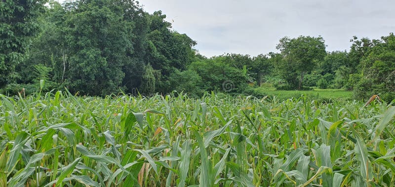 Lush and green corn fields stock photo. Image of fertile - 207228926