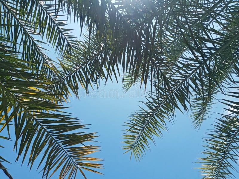 Lush Green of Date Palm Tree on Blue Sky Background Stock Image - Image ...
