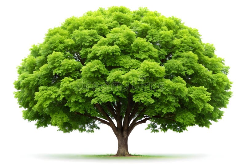 Lush Green Deciduous Tree stock illustration. Illustration of bark ...