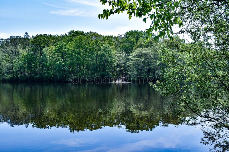 Lush Green Dense Trees on the Other Side of the Lake Reflected in Water ...
