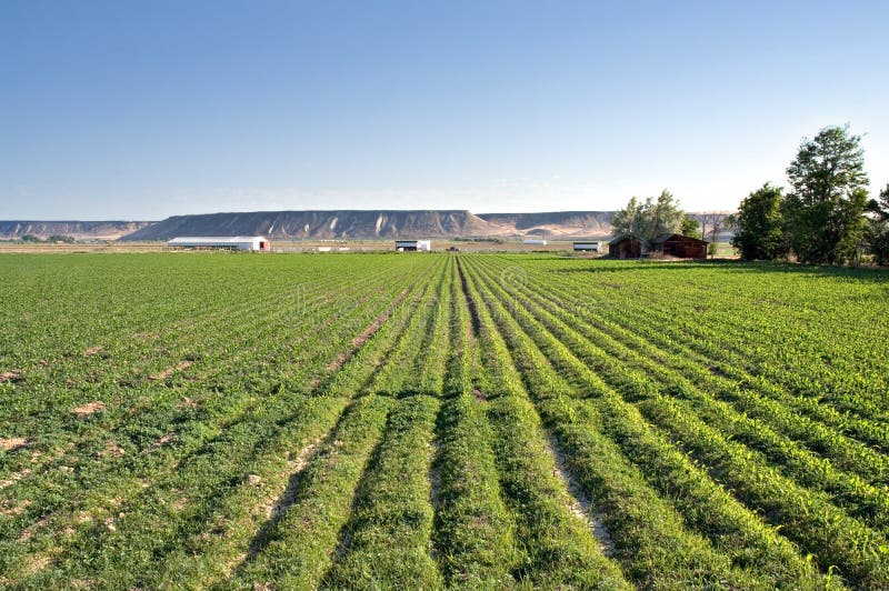 Lush green farmland stock image. Image of blue, fuels - 5708757