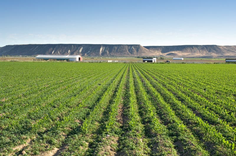 Lush green farmland stock photo. Image of blue, farm, environmentalism ...